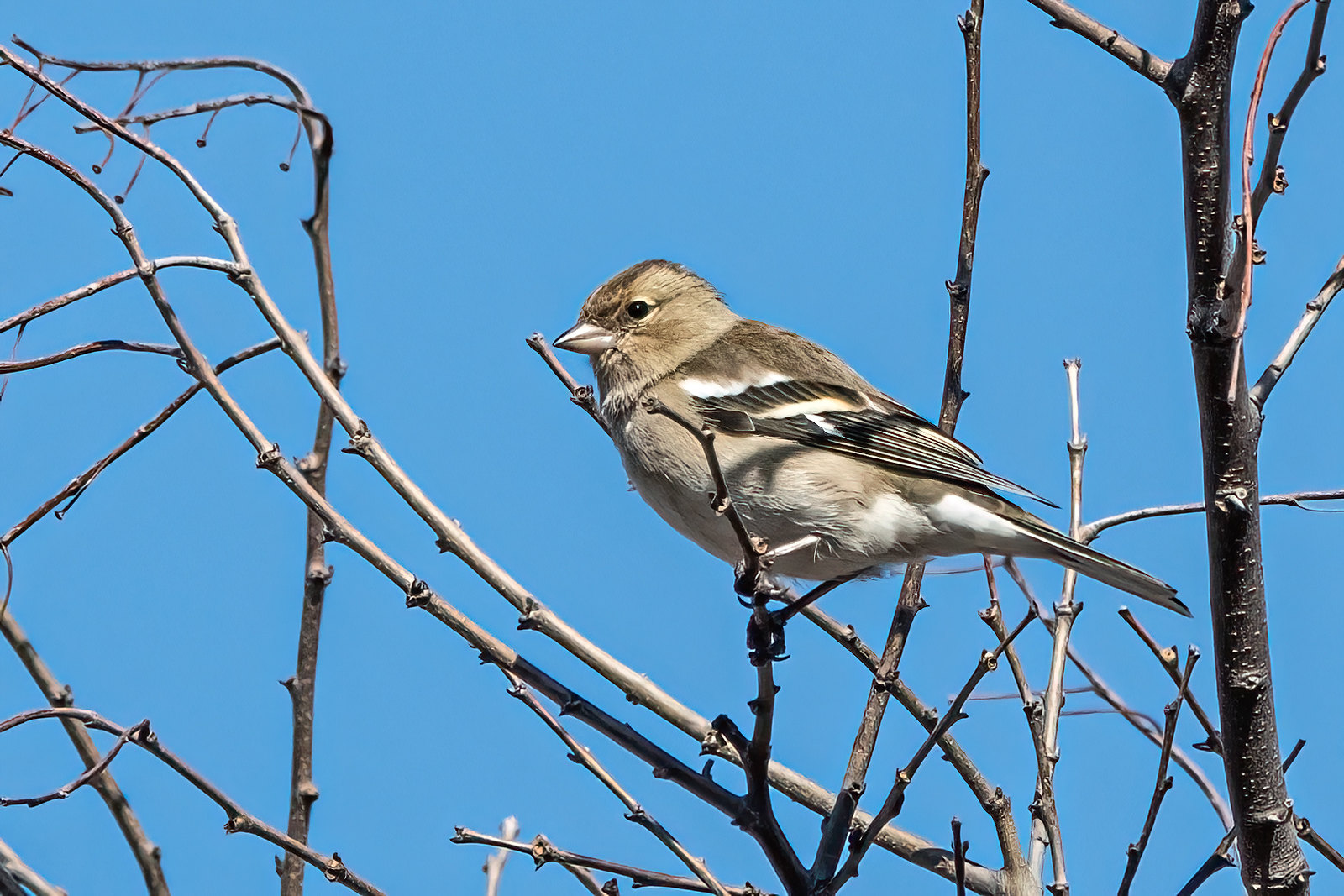 Pourquoi les oiseaux chantent-ils si fort le matin ? Découvrez le ...